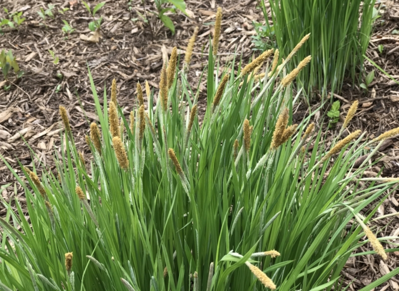 Carex stricta – OmahaPlants.org